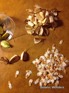 Dioscorea elephantipes FRESH SEEDS! (Qty - 10) - Botanic Wonders