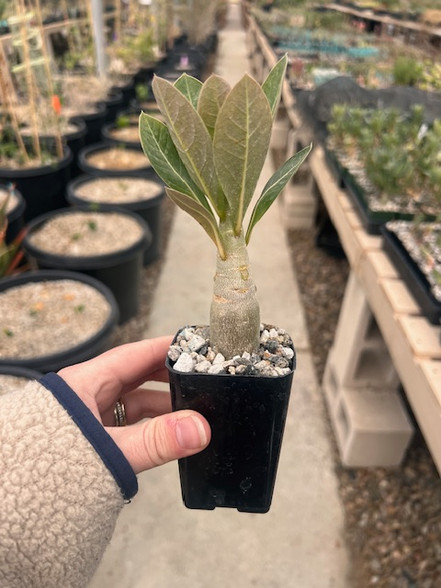 Adenium arabicum 2" Pots - WS - Botanic Wonders