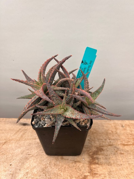 Aloe "Raspberry Ruffles" 5" Pot - Botanic Wonders