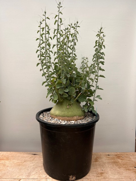 Adenia spinosa 3 gallon pot - Botanic Wonders