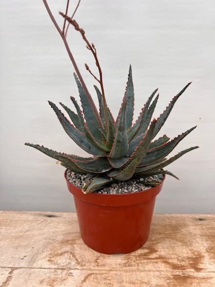Aloe swordfish 8" Pot - Botanic Wonders