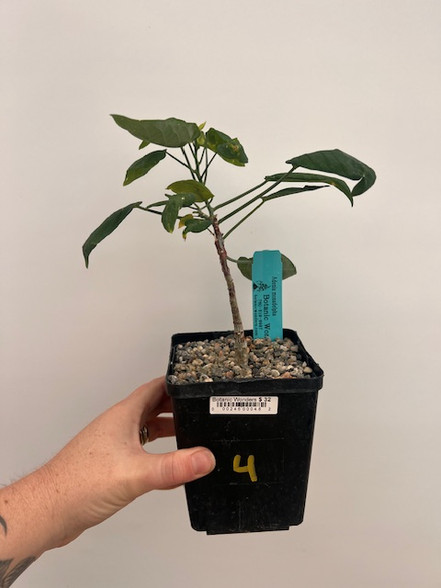 Adenia monadelpha 5" Pot 4 - Botanic Wonders