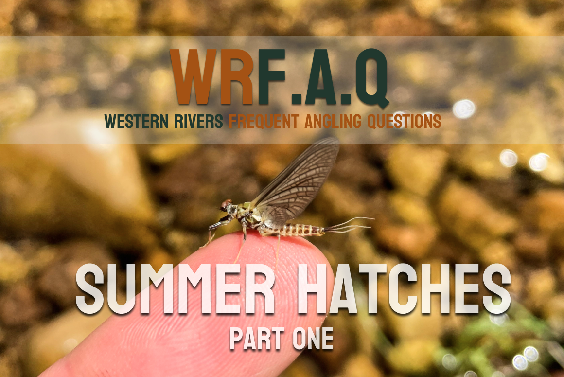 [WR]F.A.Q - Summer Hatches - Part 1 - Western Rivers Flyfisher