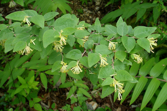 Gampi: Provenance Matters - The Japanese Paper Place