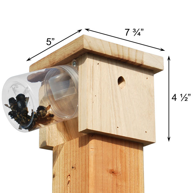 Bees N Things Angled Jar Carpenter Bee Trap
