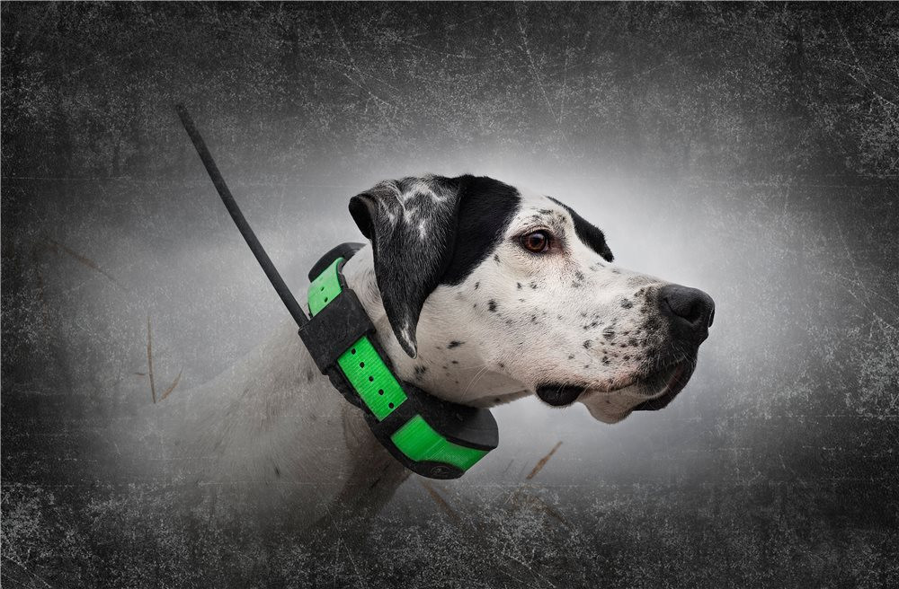 SportDOG TEK Series 1.5 Locate & Training System TEK-V1.5LT
