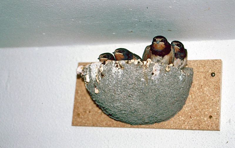 Barn Swallow Nest #10B Cup - Shaped Individual Nest