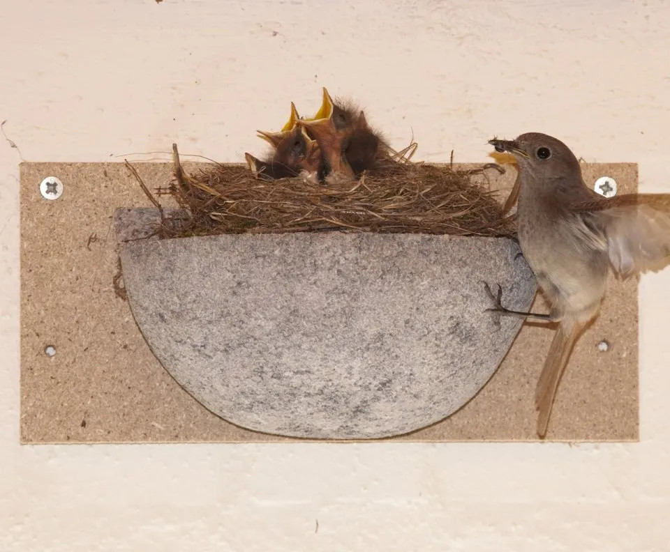 Barn Swallow Nest #10B Cup - Shaped Individual Nest