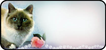 Pur fect - Teddy's Rainbow