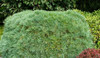 Pinus strobus ' Blue Shag ' Dwarf Eastern White Pine - Kigi Nursery