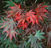 Acer palmatum ' Inazuma ' Japanese Maple Tree - Kigi Nursery