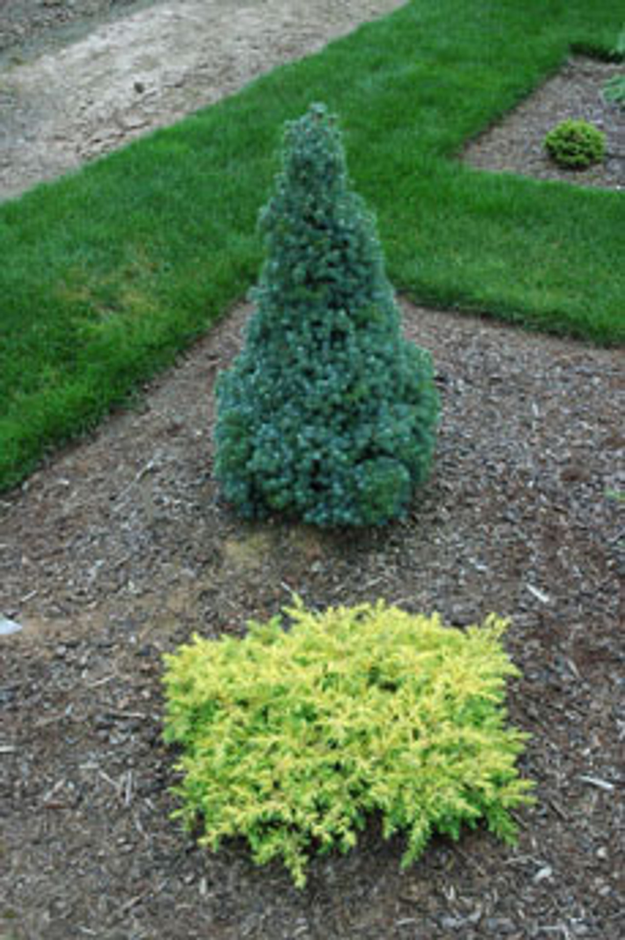 Juniperus conferta 'All Gold' Dwarf Golden Japanese Shore Juniper ...