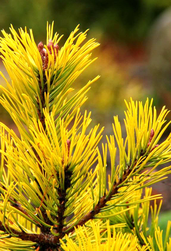 Dwarf Golden Mugo Pines Buy At Kigi Nursery