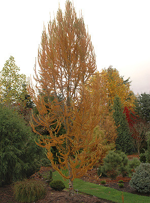 Larix kaempferi 'Jacobsen's Pyramid' Narrow Columnar Japanese Larch ...