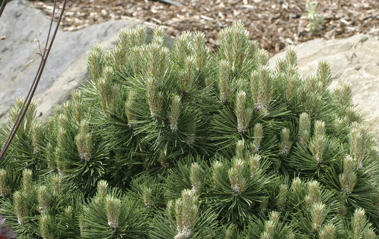 Pinus nigra 'Helga' Dwarf Austrian Pine - Kigi Nursery