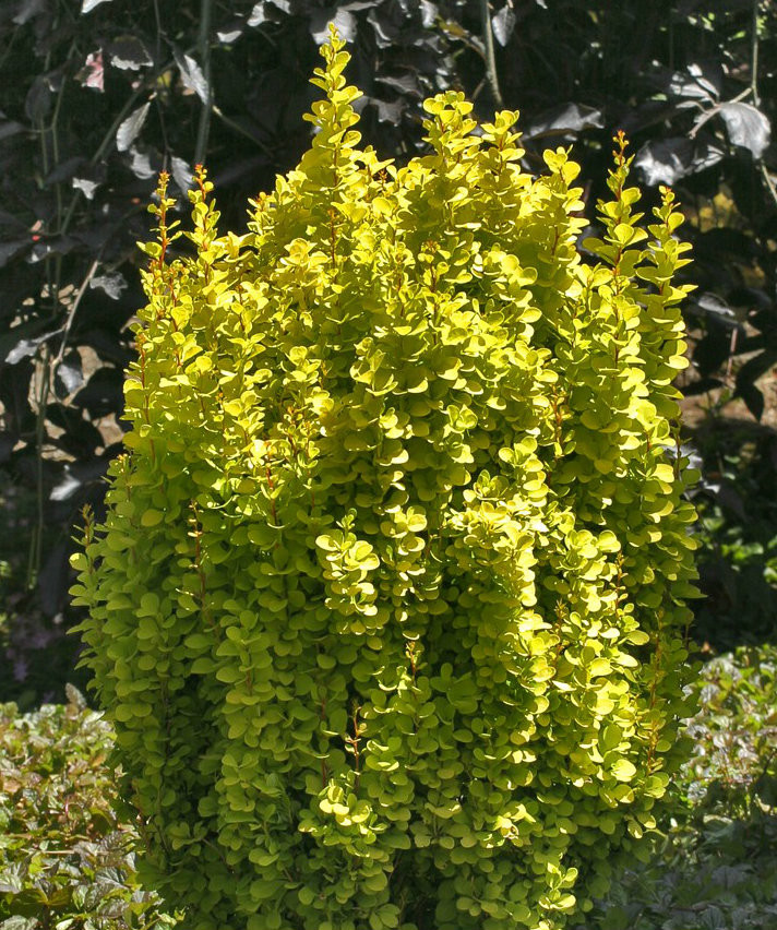 Berberis thunbergii 'Golden Torch' Narrow Yellow Japanese Barberry ...