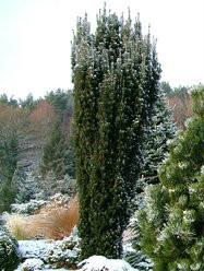 Taxus baccata 'Black Rod' Dark Narrow English Yew - Kigi Nursery