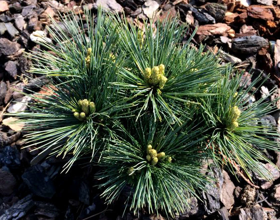 Pinus strobus 'Mary Sweeny' Dwarf Eastern White Pine - Kigi Nursery