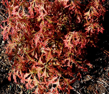 Acer palmatum dissectum 'Firecracker' Cutleaf Japanese Maple - Kigi Nursery