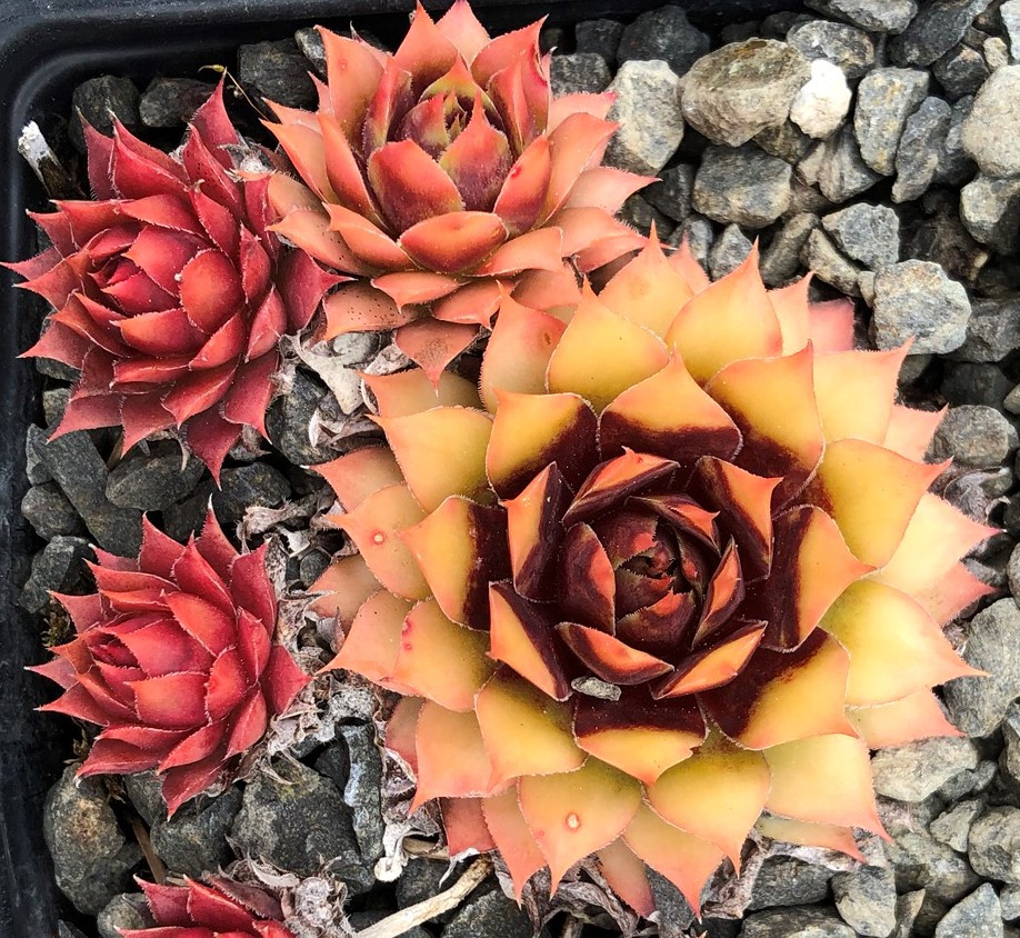 Sempervivum 'Chick Charms® Gold Nugget' Hens and Chicks - Kigi Nursery