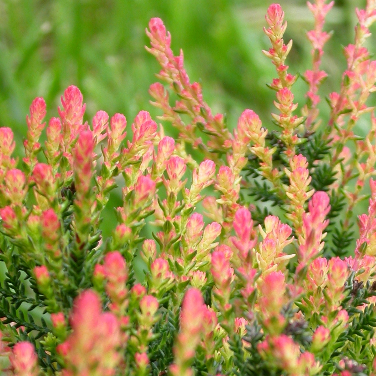 Calluna vulgaris 'Spring Torch' Mauve Flowering Heather - Kigi Nursery