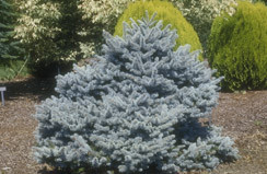 Picea pungens 'Montgomery' Dwarf Blue Spruce - Kigi Nursery