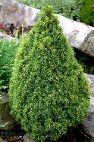 Picea glauca ' Laurin ' Miniature Alberta Spruce - Kigi Nursery