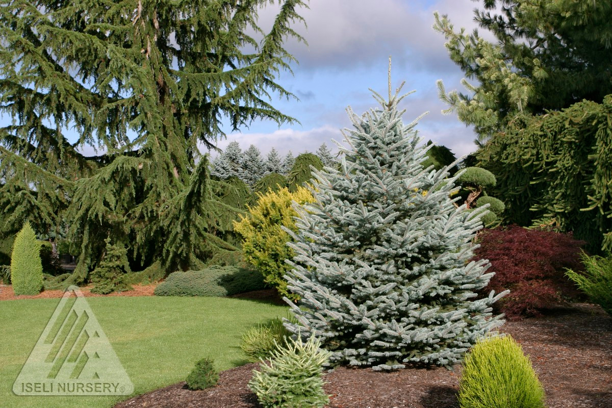 Picea pungens 'Fat Albert' Pyramidal Colorado Blue Spruce - Kigi Nursery