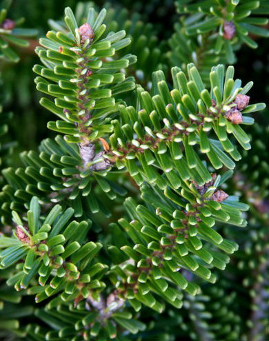 Abies balsamea ' Verkades Prostrate ' Dwarf Spreading Balsam Fir - Kigi ...