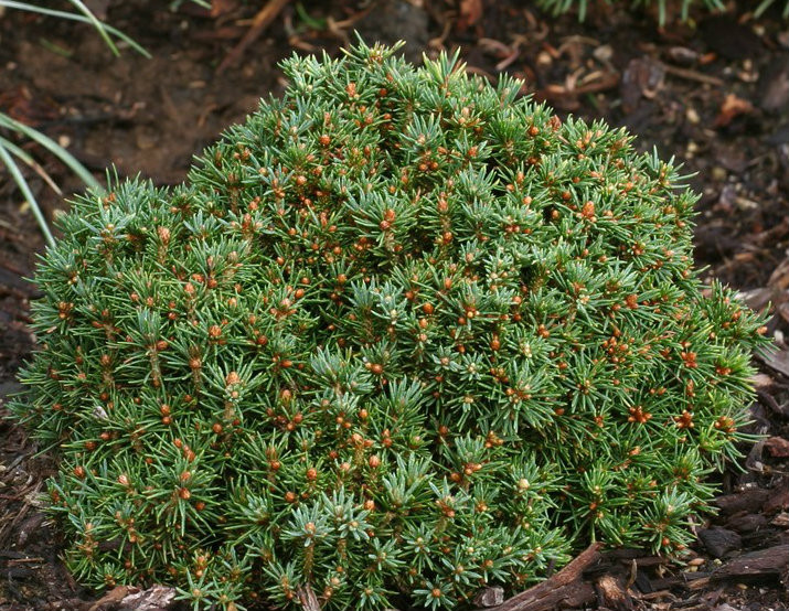 Picea abies 'Jessy' Miniature Alberta Spruce - Kigi Nursery