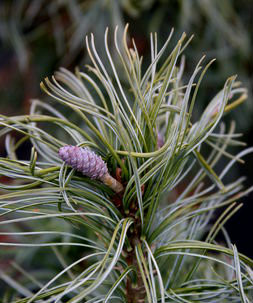 Pinus strobus ' Mini Twist ' Twisted Needle Dwarf Eastern White Pine ...