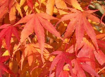 Acer palmatum ' Arakawa ' Rough Bark Japanese Maple Tree - Kigi Nursery
