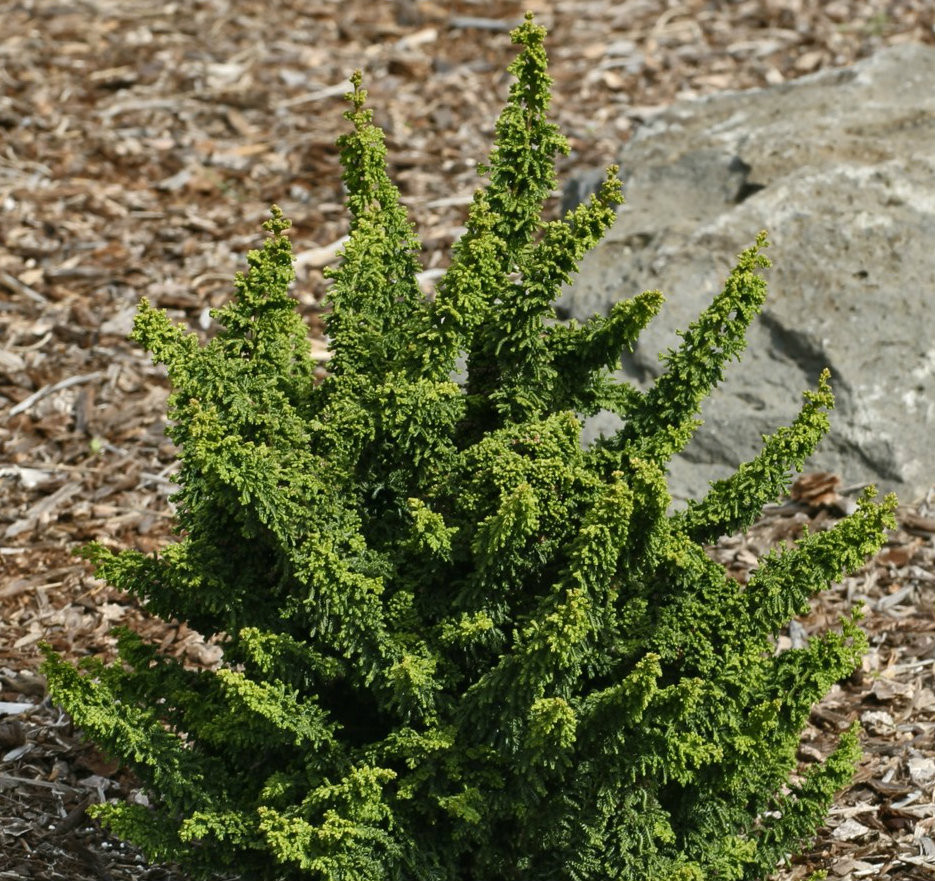 Chamaecyparis obtusa 'Chirimen' Dwarf Japanese Hinoki Cypress - Kigi ...