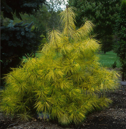 Pinus densiflora ' Cesarini's Variegated ' Japanese Red Pine - Kigi Nursery