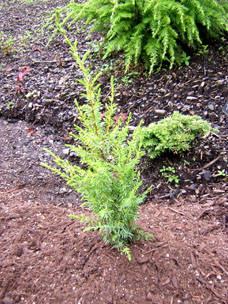 Juniperus communis ' Lemon Spire ' Dwarf Yellow Common Juniper - Kigi ...