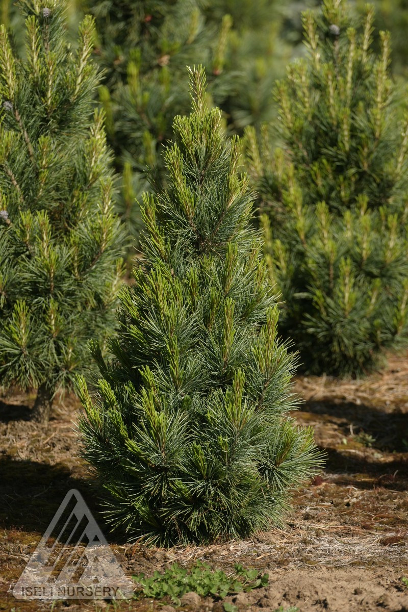 Pinus cembra 'Blue Mound' Dwarf Blue Swiss Stone Pine - Kigi Nursery
