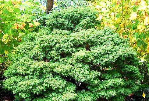 Acer palmatum ' Sharp's Pygmy ' Japanese Maple Tree - Kigi Nursery