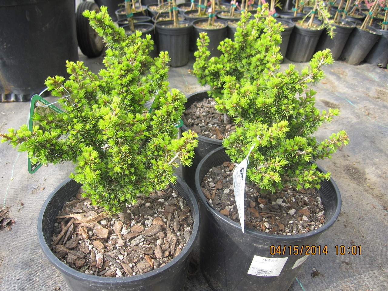 Cedrus brevifolia ' Kenwith ' Miniature Cyprian Cedar - Kigi Nursery