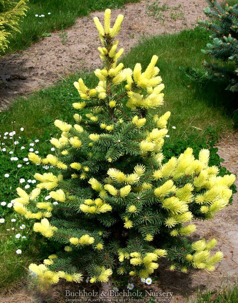 Picea pungens ' Maigold ' Spring White Colorado Blue Spruce - Kigi Nursery
