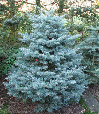 Abies lasiocarpa ' Hurricane Blue ' Subalpine Fir Tree - Kigi Nursery