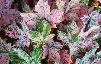 Acer pseudoplatanus 'Esk Sunset' Variegated Sycamore Maple - Kigi Nursery