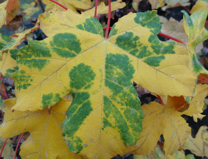 Acer pseudoplatanus 'Esk Sunset' Variegated Sycamore Maple - Kigi Nursery
