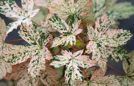 Acer pseudoplatanus 'Esk Sunset' Variegated Sycamore Maple - Kigi Nursery