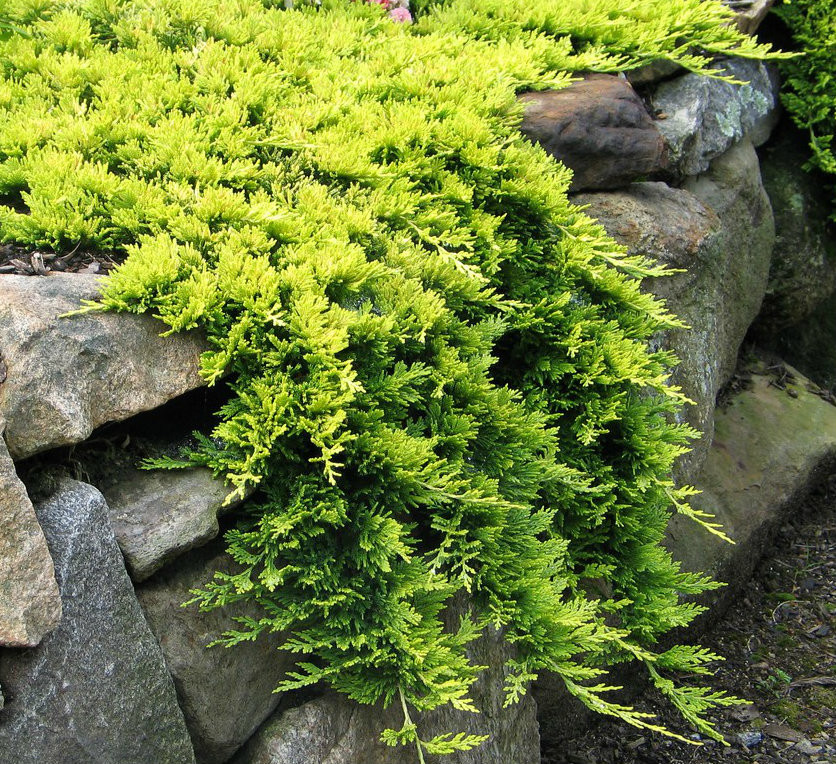 Juniperus horizontalis ' Mother Lode ' Dwarf Golden Creeping Juniper ...
