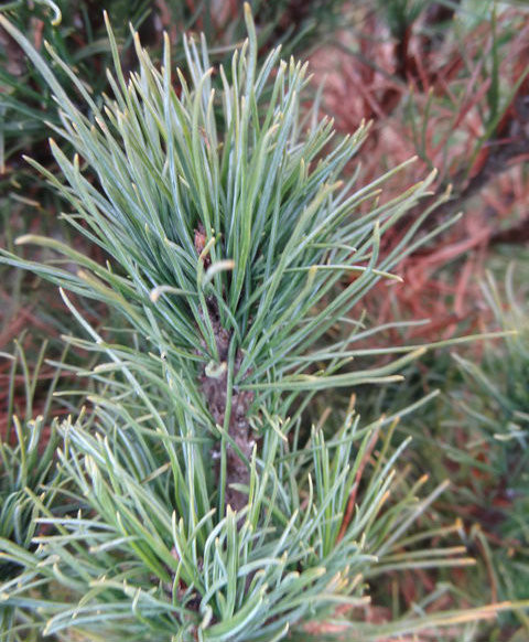 Pinus strobus ' Diggy ' Dwarf Eastern White Pine - Kigi Nursery