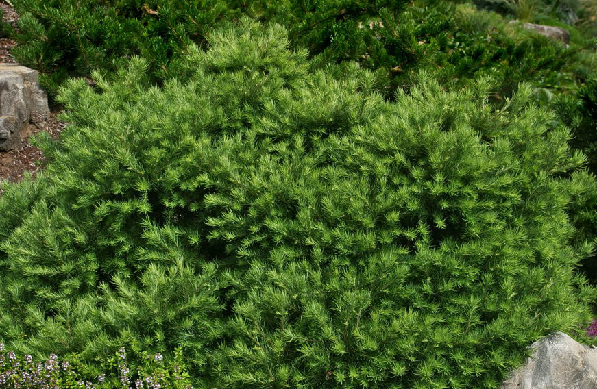 Larix gmelinii 'Romberg Park' Dwarf Dahurian Larch - Kigi Nursery