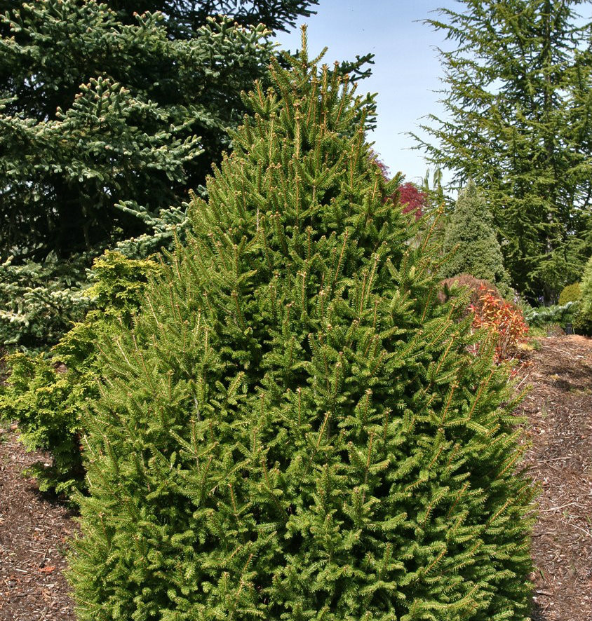 Picea abies 'Sherwood Compact' Narrow Norway Spruce - Kigi Nursery