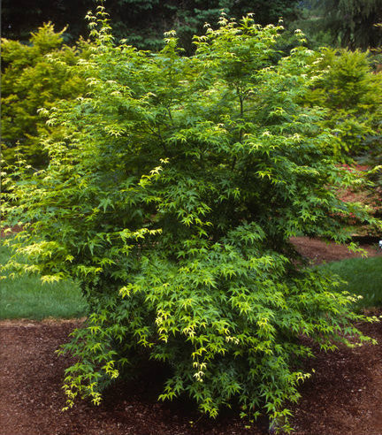 Acer palmatum ' Ukon ' Japanese Maple Tree - Kigi Nursery