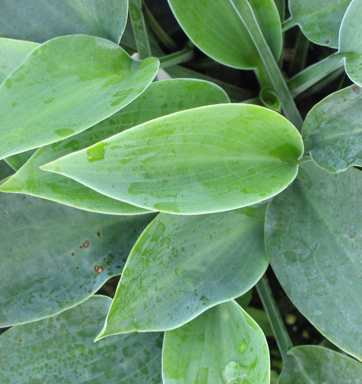 Hosta 'Halcyon' Blue Green - Kigi Nursery
