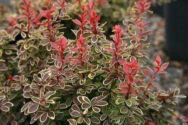 Berberis thunbergii ' Admiration ' Dwarf Red Japanese Barberry - Kigi ...